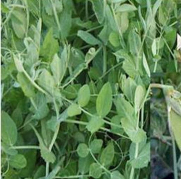 FALL PLANTING – Northwoods Whitetails Food Plot Seed