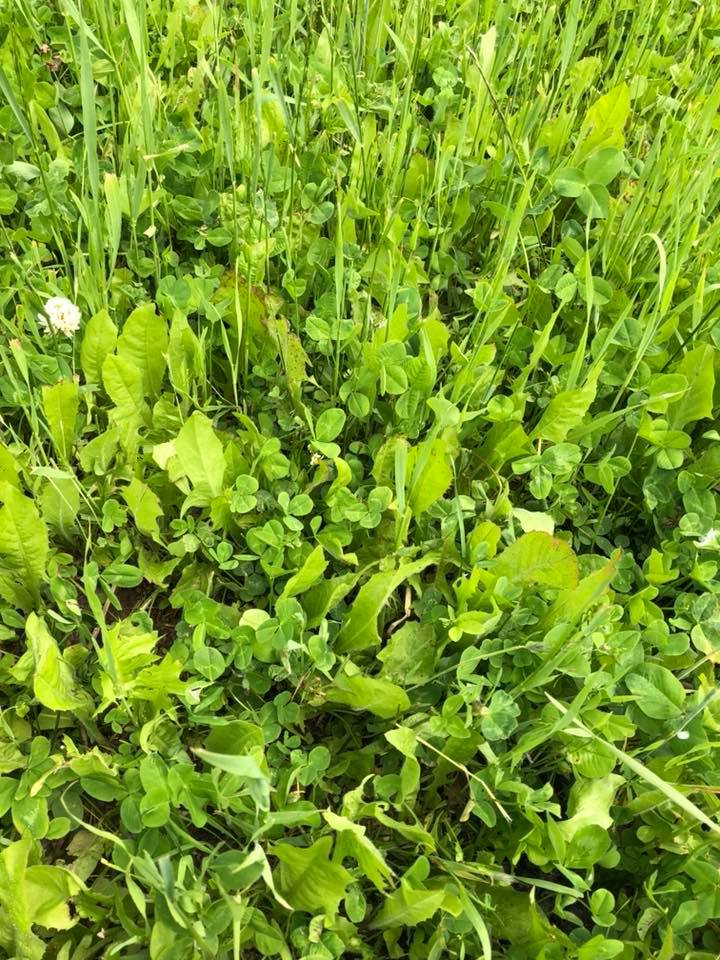 CLOVER BLEND PLUS CHICORY – Northwoods Whitetails Food Plot Seed