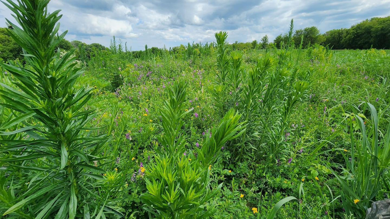 FORBS AND FORAGE – Northwoods Whitetails Food Plot Seed