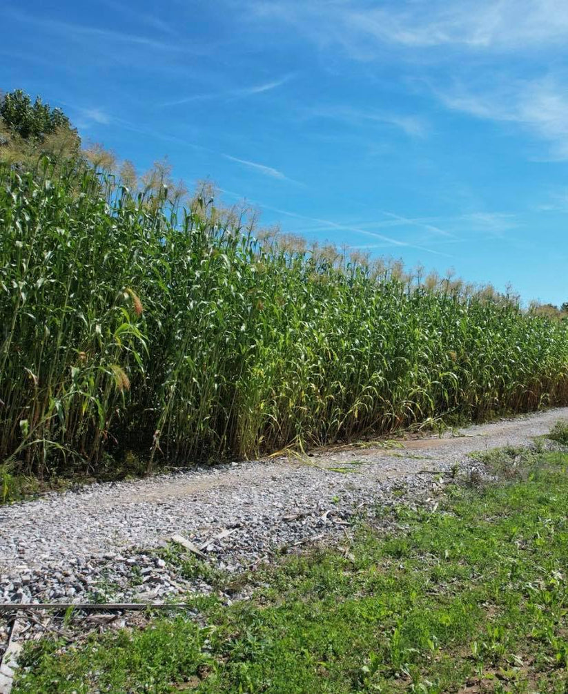 HEAVY DUTY FOOD PLOT SCREEN – Northwoods Whitetails Food Plot Seed