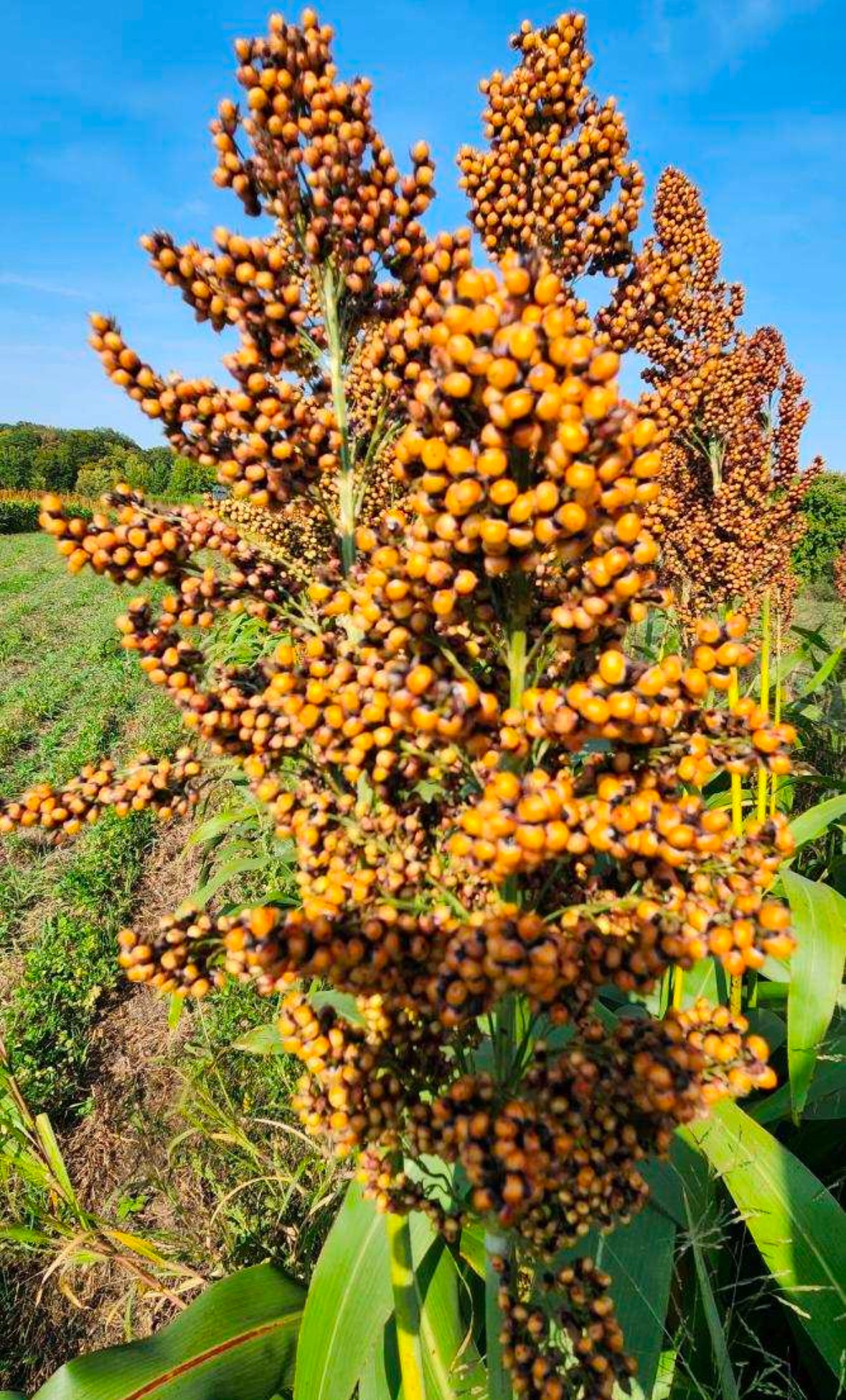 HYBRID RED MILO – Northwoods Whitetails Food Plot Seed