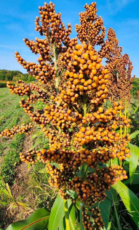 HYBRID RED MILO – Northwoods Whitetails Food Plot Seed