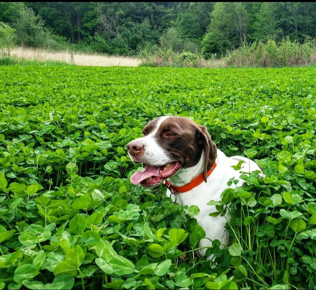 CLOVER BLEND – Northwoods Whitetails Food Plot Seed