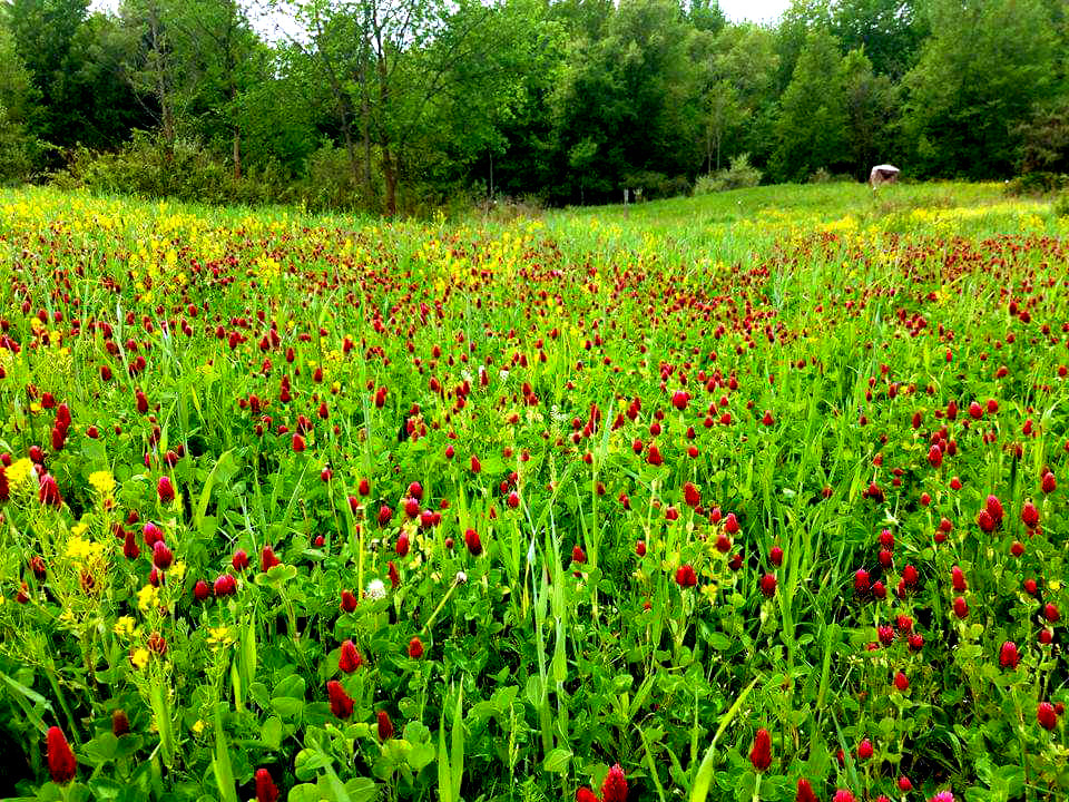 CRIMSON CLOVER – Northwoods Whitetails Food Plot Seed