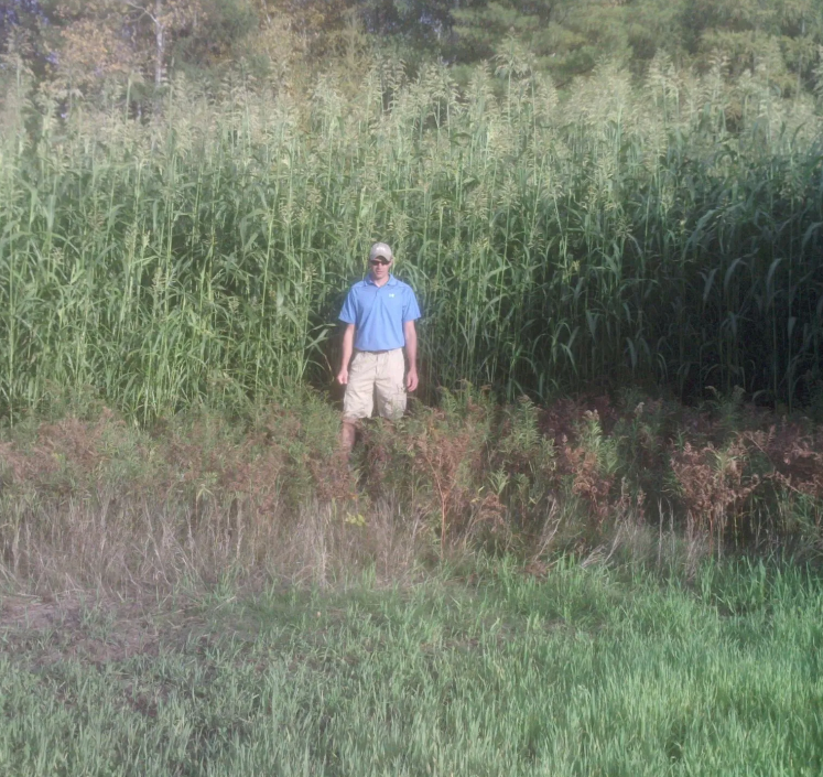 Egyptian Wheat- 4 pound bag – Northwoods Whitetails Food Plot Seed