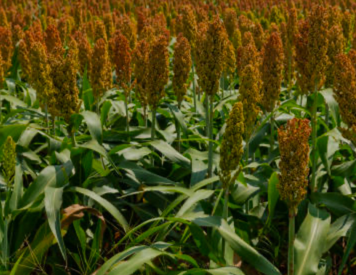 HYBRID RED MILO – Northwoods Whitetails Food Plot Seed