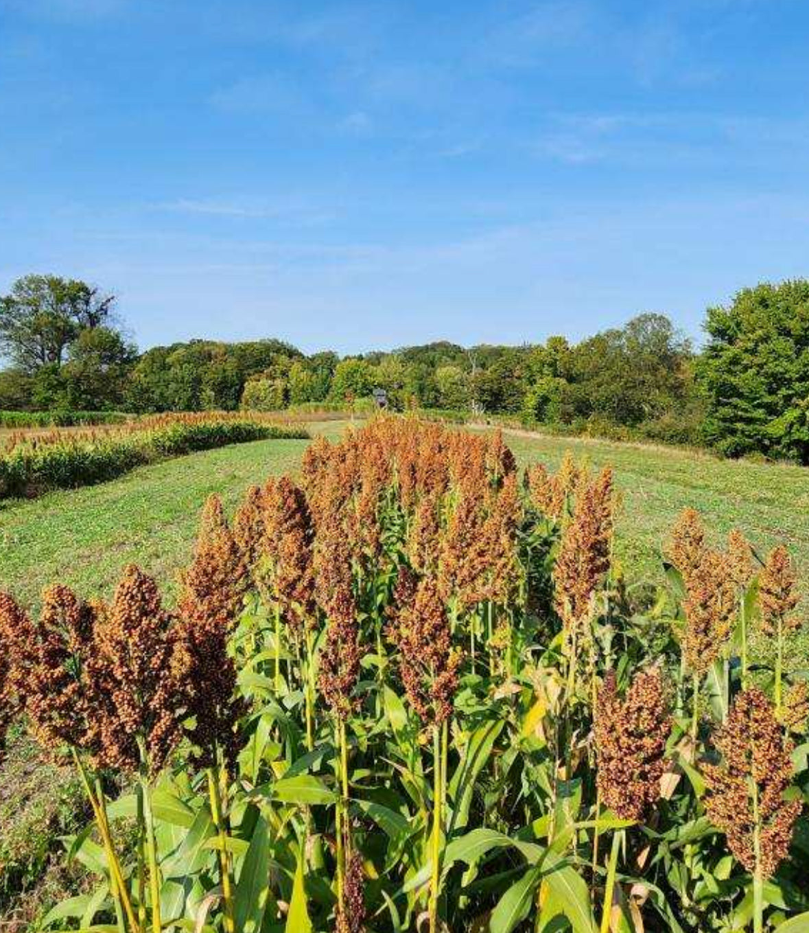 HYBRID RED MILO – Northwoods Whitetails Food Plot Seed