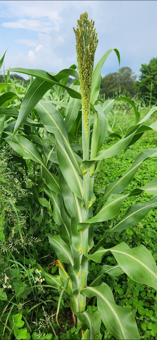 HYBRID RED MILO – Northwoods Whitetails Food Plot Seed