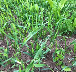 Northwoods Forage Oats-50 pound bag – Northwoods Whitetails Food Plot Seed