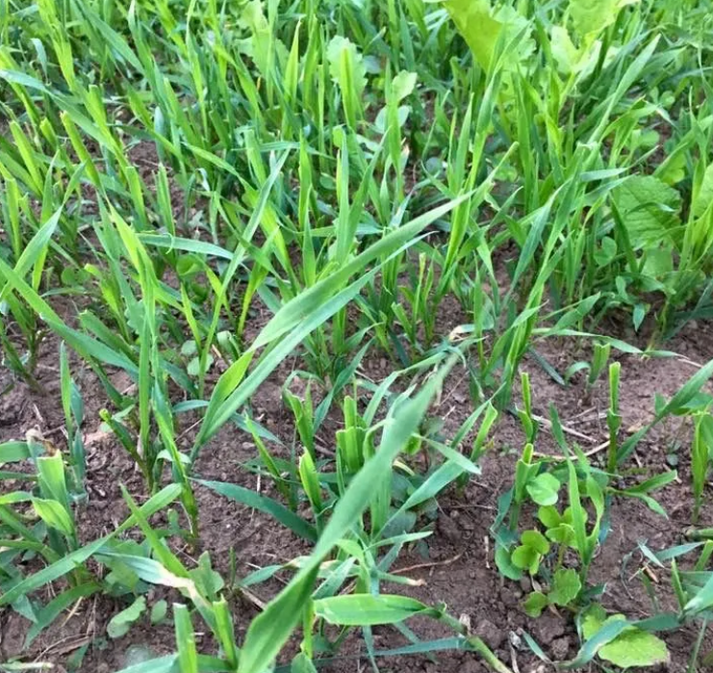 WHITETAIL FORAGE OATS – Northwoods Whitetails Food Plot Seed