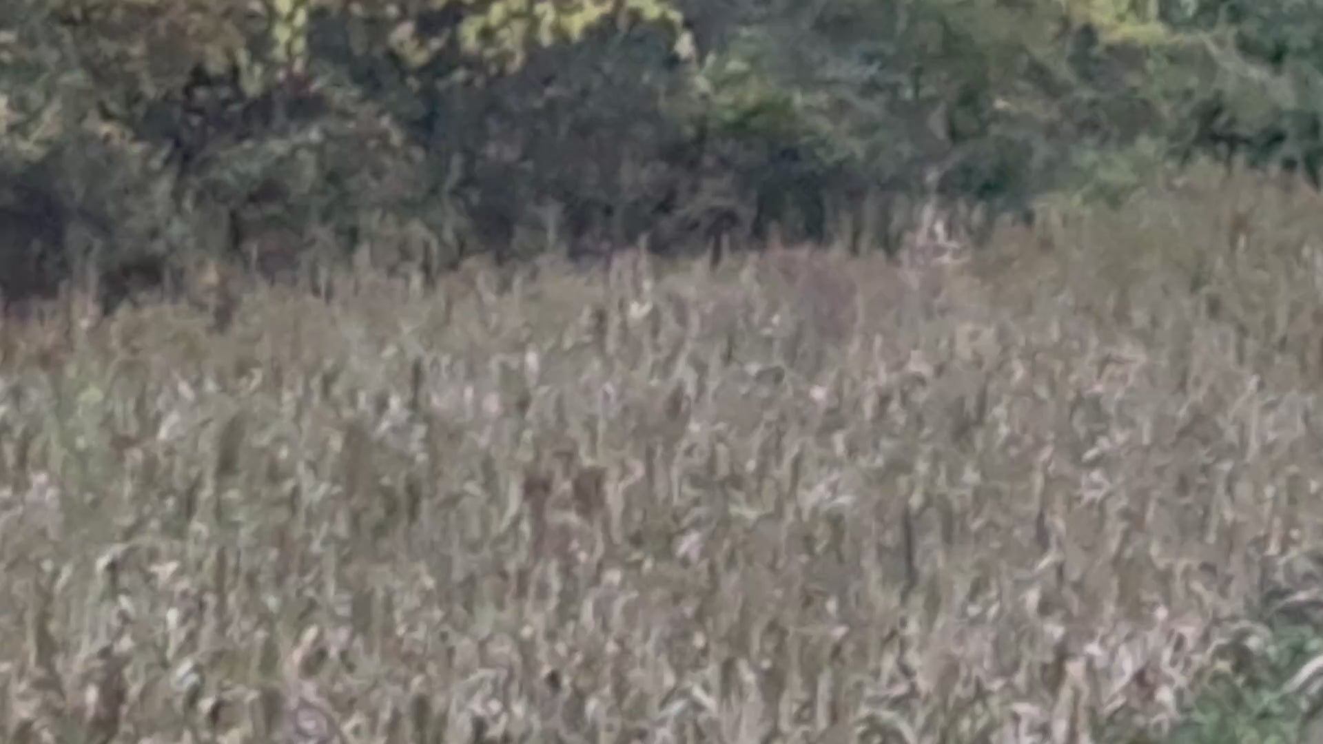 RED MILO – Northwoods Whitetails Food Plot Seed
