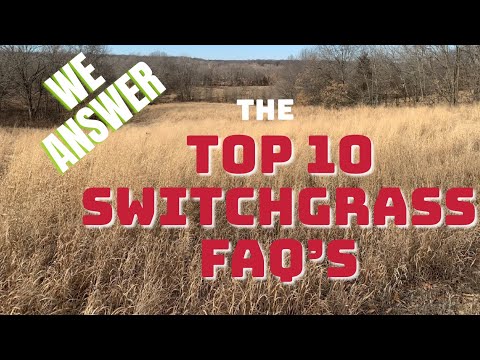 BIGROCK SWITCHGRASS 5 Pound Bag – Northwoods Whitetails Food Plot Seed