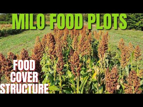 HYBRID RED MILO – Northwoods Whitetails Food Plot Seed