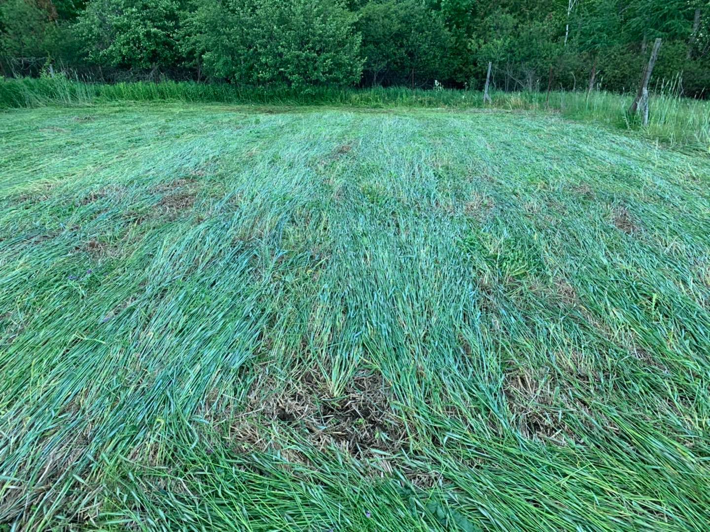 Rye Grain / Cereal Rye- 50 pound bag – Northwoods Whitetails Food Plot Seed