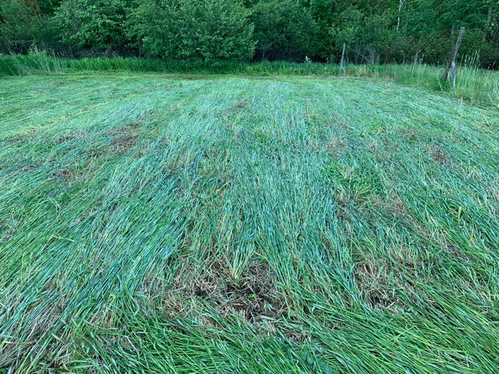 Rye Grain / Cereal Rye- 50 pound bag – Northwoods Whitetails Food Plot Seed