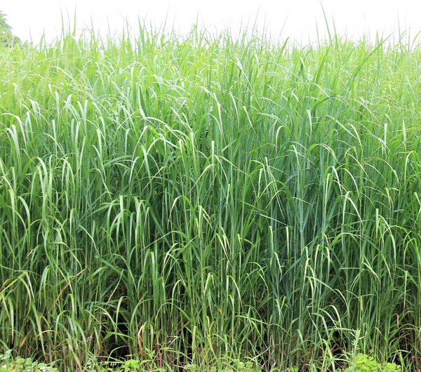 50 POUND BAG: SUNDANCE SWITCHGRASS – Northwoods Whitetails Food Plot Seed